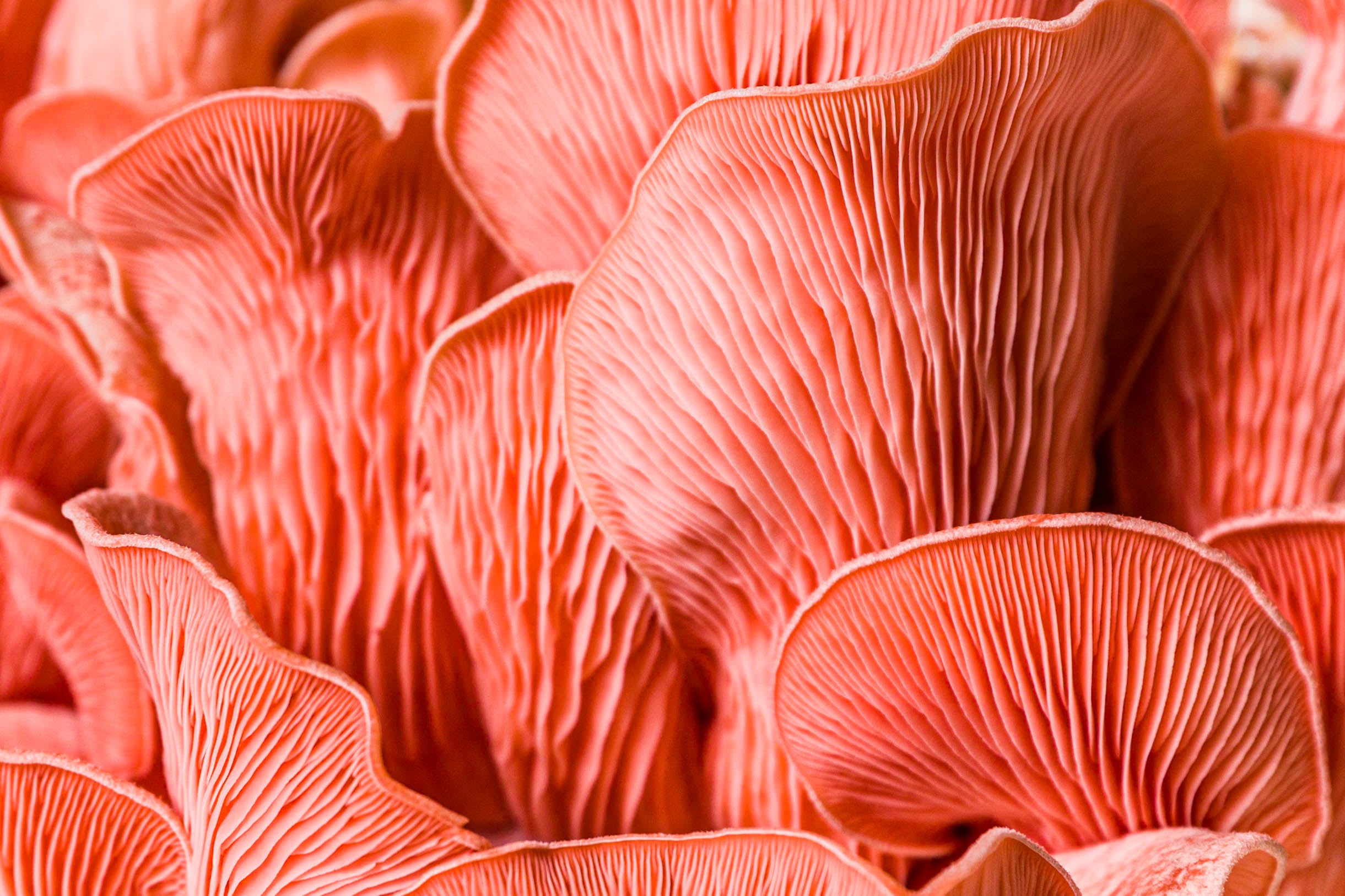 The Magic Of Mycology - Seea